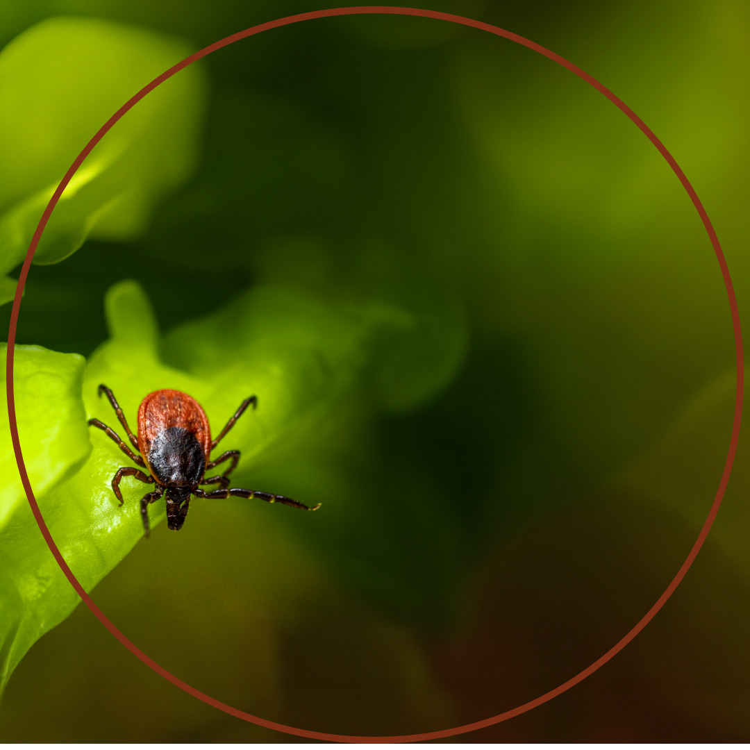 Special offer on your tick vaccination & anti-tick sprays